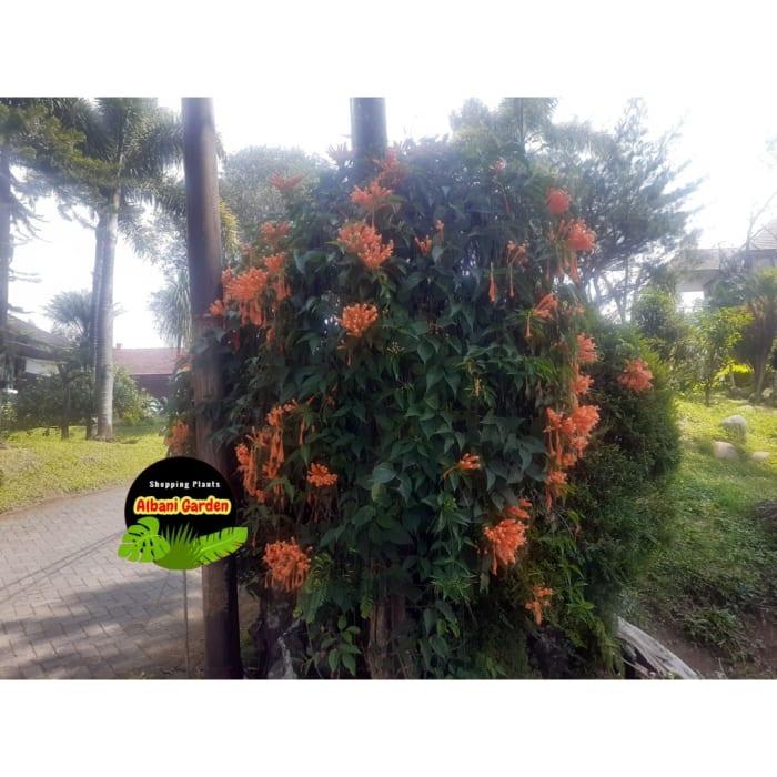 Jual Tanaman hias outdoor merambat tahan panas untuk taman Fl dollba ...