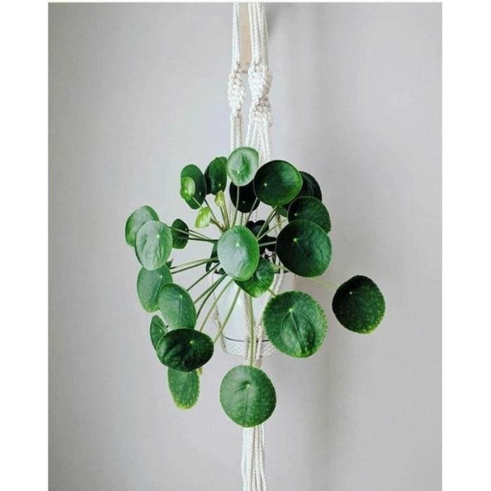 Jual Tanaman Hias peperomia Pilea Chinese money plant+pot lodpbo 5851pk ...