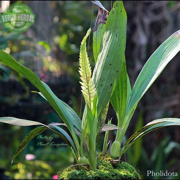 Jual Anggrek Hutan Cantik Jenis Pholidota ventricosa - Tanaman Hias ...