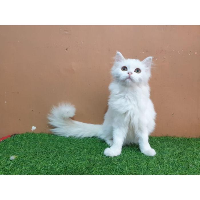 Kucing Persia Medium Umur 3 Bulan