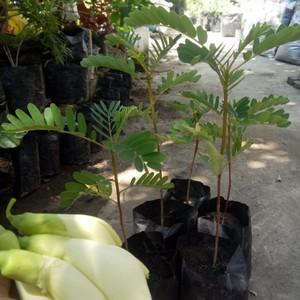 Jual Bibit tanaman Pohon Turi Putih - Tanaman kaya manfaat - Beli 3 ...