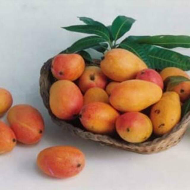 Jual DD 1 Benih Biji Buah Mangga Golek Mempelam Poh Mango Manga Maanga ...