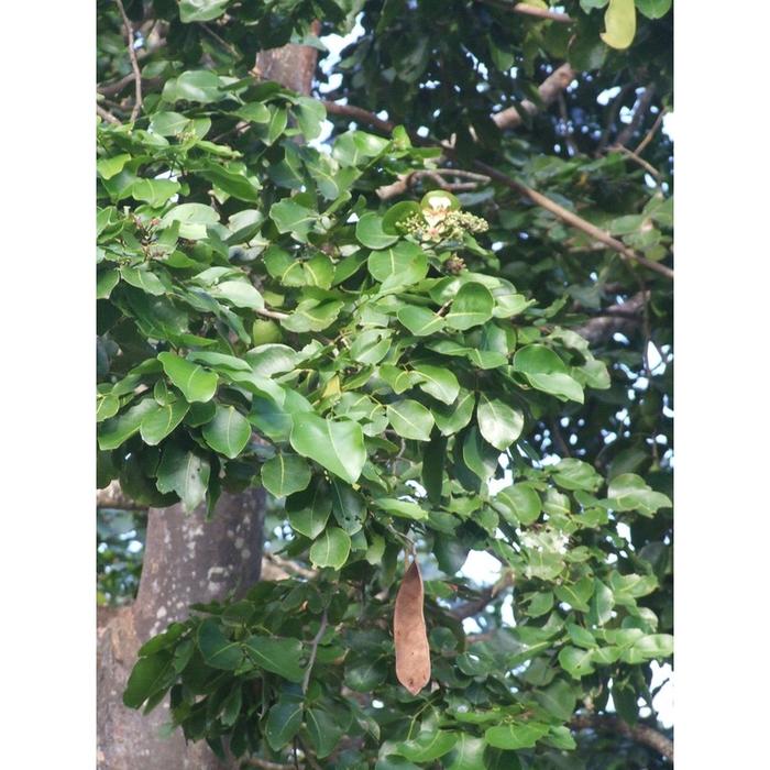 Jual CC 1 Benih Biji Kayu Besi Merbau Ipil Intsia Retusa Bijuga Mirabow ...
