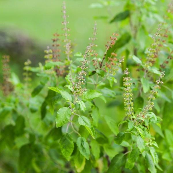 Jual DD 25 Lembar Daun Segar Ruku Ruku Lampes Kemangi Hutan Thai Tulsi ...