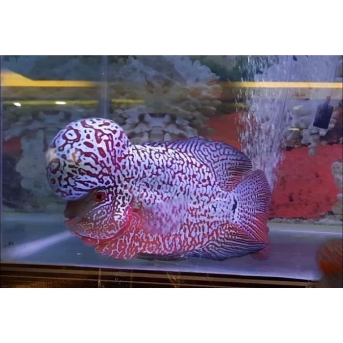 Jual Ikan louhan lohan KAMFA F3 golden base burayak 2cm 3cm BELI 3 ...