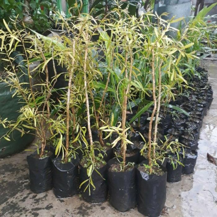 Jual Paket 5 Bibit Pohon Kayu Putih Super - Pohon Kayu Putih Terbaik ...
