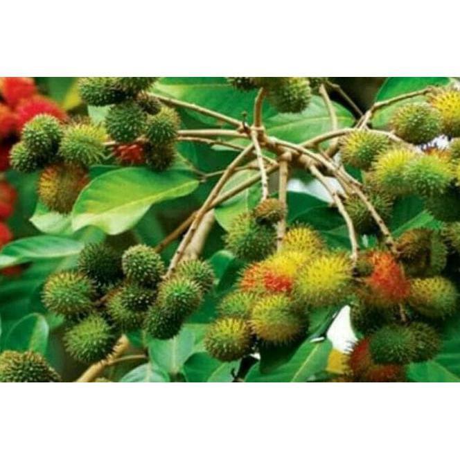 Pohon Rambutan Rapiah