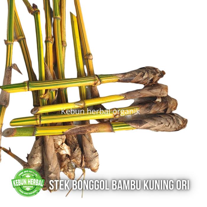 Jual Bibit tanaman bambu kuning asli terbaru dan bergaransi / stek ...
