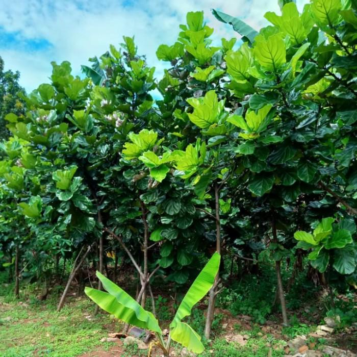 Jual Tanaman hias Ketapang biola cantik murah. - Kab. Bogor - Cv.Rq ...
