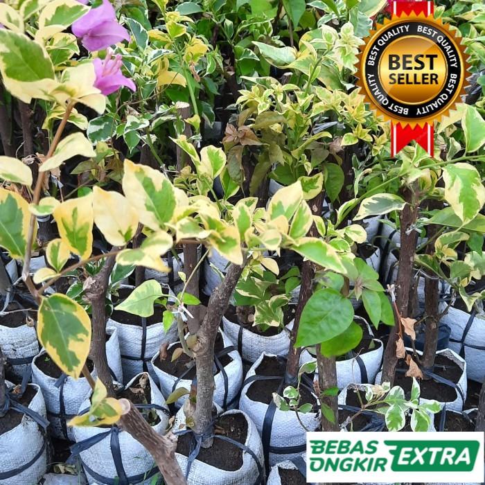Jual Bibit Tanaman Bunga Bugenvil Bunga Taman Bunga Kertas - Kab. Bogor ...