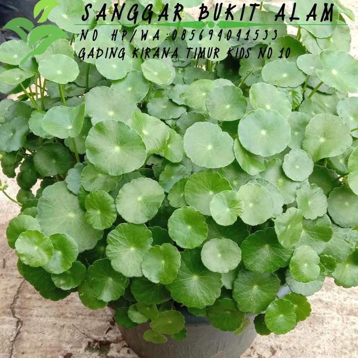 Jual bibit/tanaman hias/pohon/daun pegagan/ antanan/Semanggi gunung ...