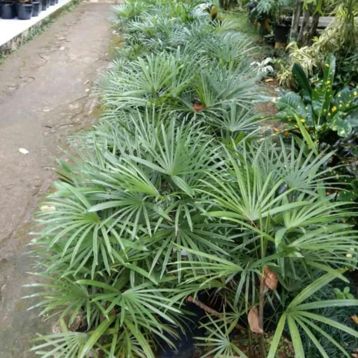 Jual palem waregu cina.tinggi 1 meter sampai ujung daun - Kota Depok ...