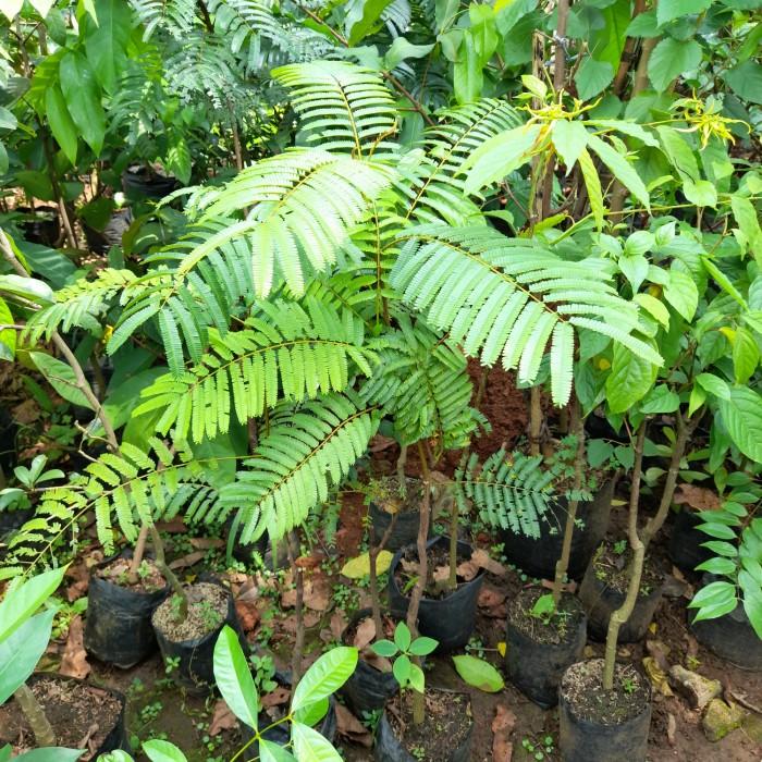 Jual Pohon Petai Tinggi 1meter // Petai jenis padi tinggi 1meter - Kota ...