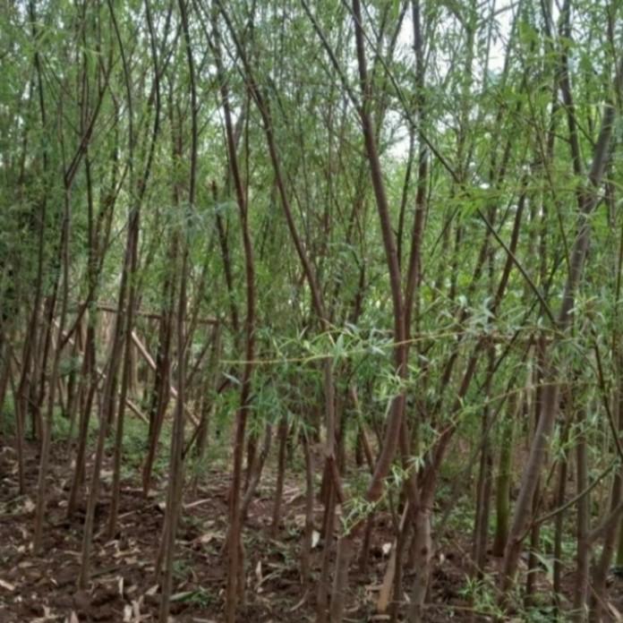 Jual Tanaman hias babylon willow - Pohon liang liu - Kota Depok ...