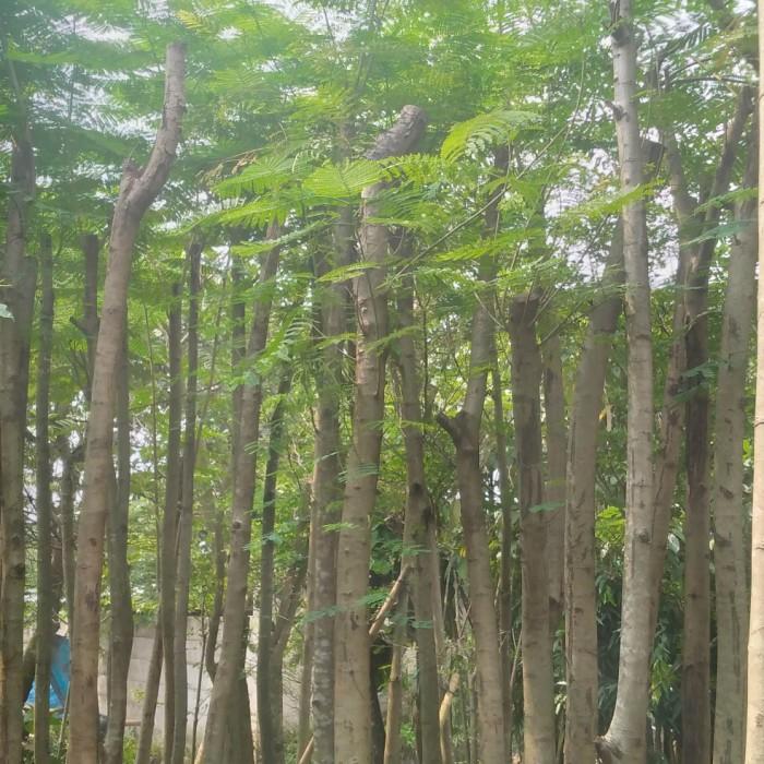 Jual pohon sengon buto tinggi 3 meter 50 cm - Kota Depok - Tanaman hias ...