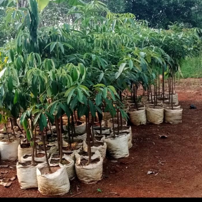 Jual pohon pelindung pule 1.5 pohon pulle - Kota Depok - Tanaman hias ...