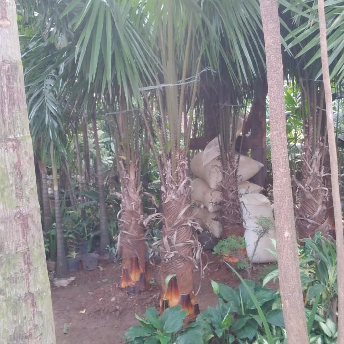 Jual pohon palem sadeng tinggi 2 meter 50 cm sampai ujung daun - Kota ...