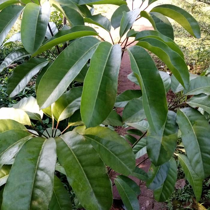 Jual tanaman hias walisongo daun besar 1.30cm - Kota Depok - Tanaman ...