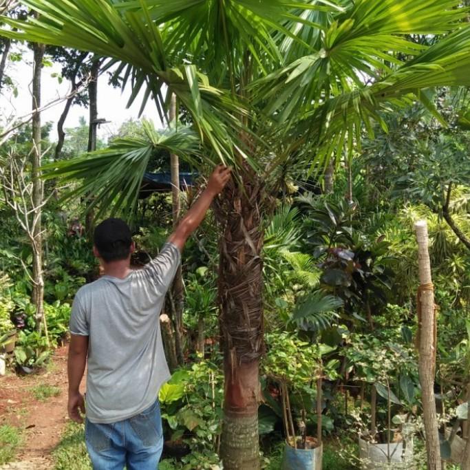 Jual pohon palem sadeng/ sedeng besar 3meter - Kota Depok - Tanaman ...