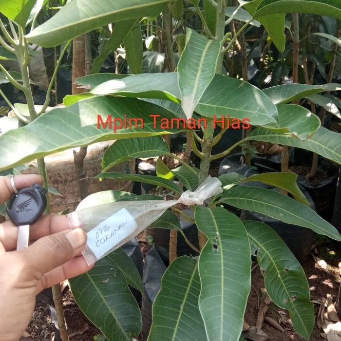 Jual Bibit pohon Mangga Cokanan, pohon mangah cokanan. tinggi 1 meter ...