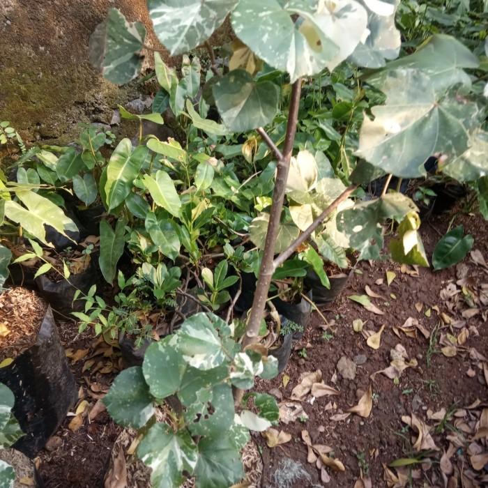 Jual Tanaman hias. pohon waru varigata/pohon hiasan - Kota Depok ...