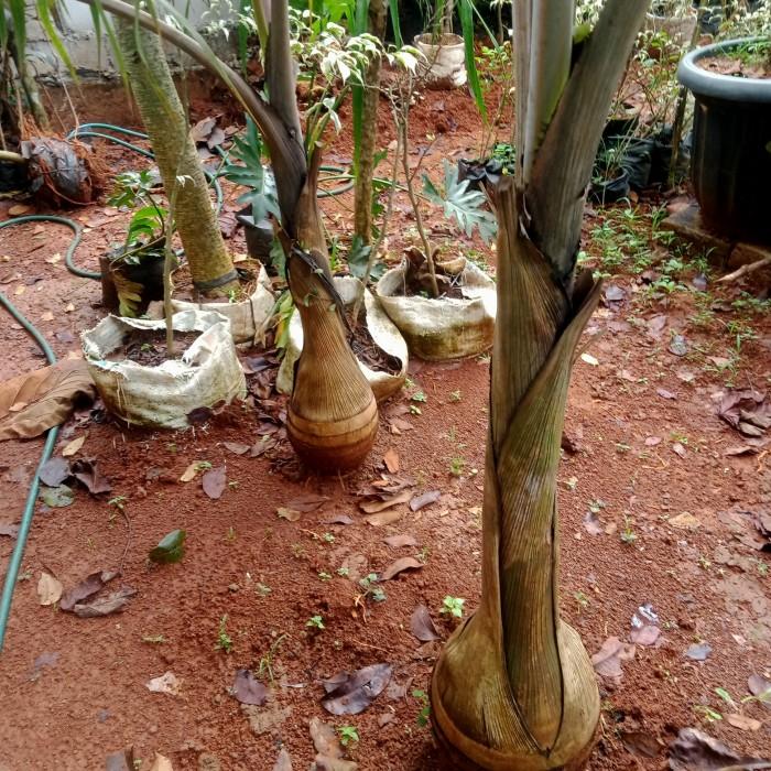 Jual pohon palem botol ukuran 1,5cm - Kota Depok - Tanaman hias ...