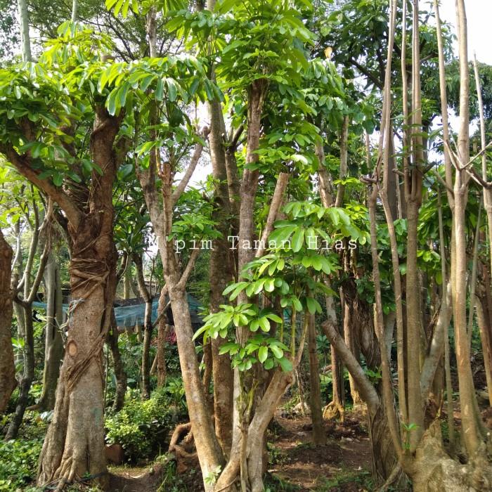 Jual Tanam hias, pohon walisongo besar. - Kota Depok - Tanaman hias ...