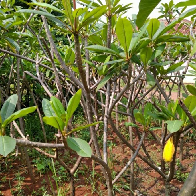 Jual Pohon Bunga Kamboja, Bunga merah seperti di gambar. - Kota Depok ...