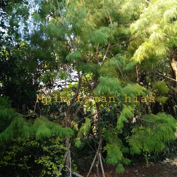 Jual Pohon cemara balon, Tinggi pohon 5-6 meter. - Kota Depok - Tanaman ...