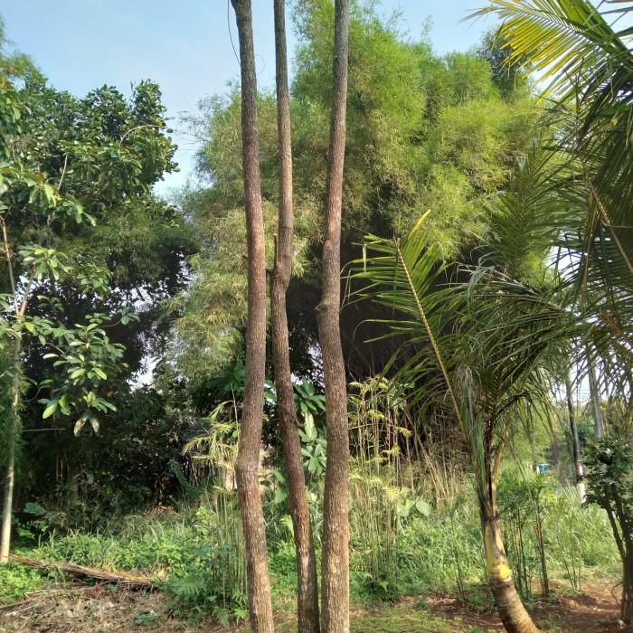 Jual pohon pule, Tanaman pelindung atau peneduh. tinggi 5 mtr - Kota ...