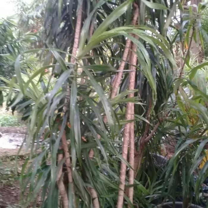 Jual tanaman hias pohon suji/tanaman suji - Kota Depok - Tanaman hias ...