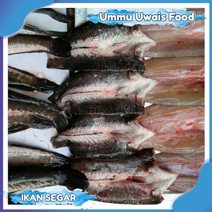Jual Ikan Gabus Fillet With Skin Segar - 400 ~ 500 Gram - Jakarta ...