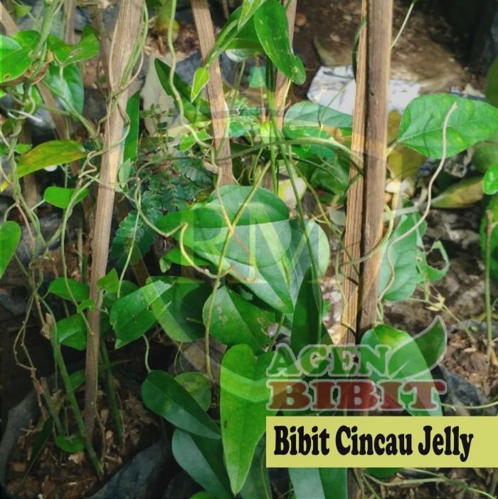 Jual Bibit Tanaman Cincau Jelly Rambat - Pohon Daun Cincau Hijau Herbal ...