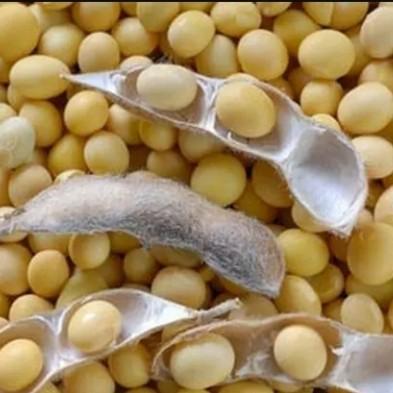 Jual GROOSIIRR 1 KG BIBIT BENIH KACANG KEDELAI SUPER - Kab. Grobogan ...