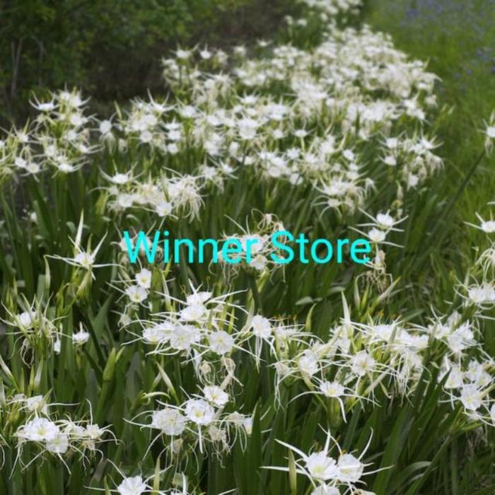 Jual Tanaman Lycoris Radiata Lili Lilies White Spider Lily Bakung Laba ...