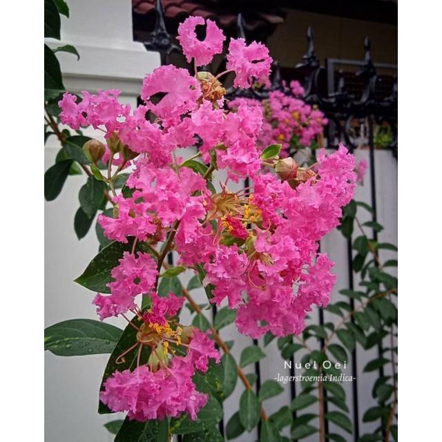 Jual Tanaman bunga sakura mini / Bungur kecil (Lagerstroemia indica L ...