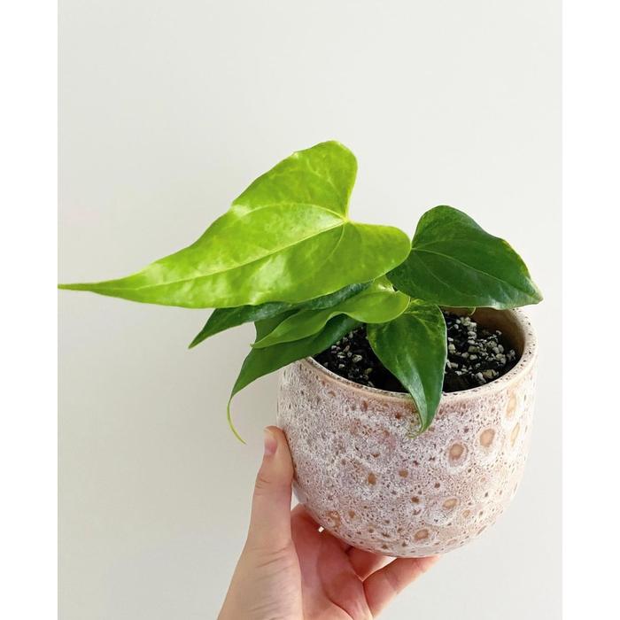 Jual Tanaman bunga Anthurium watermaliense / Anturium water maliense ...