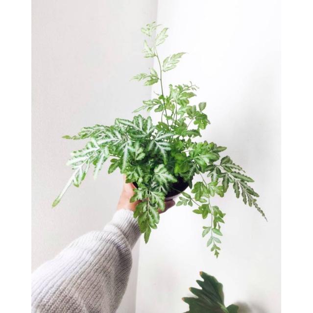 Jual Tanaman bunga pakis putih / silver lace vern / pteris ensiformis ...