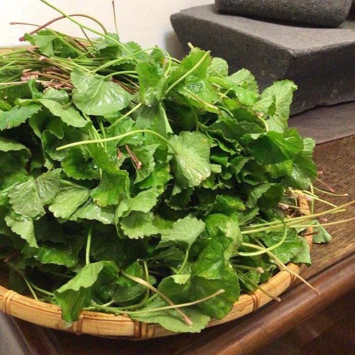 Jual Daun antanan segar atau pegagan segar 500gram - Jakarta Selatan ...