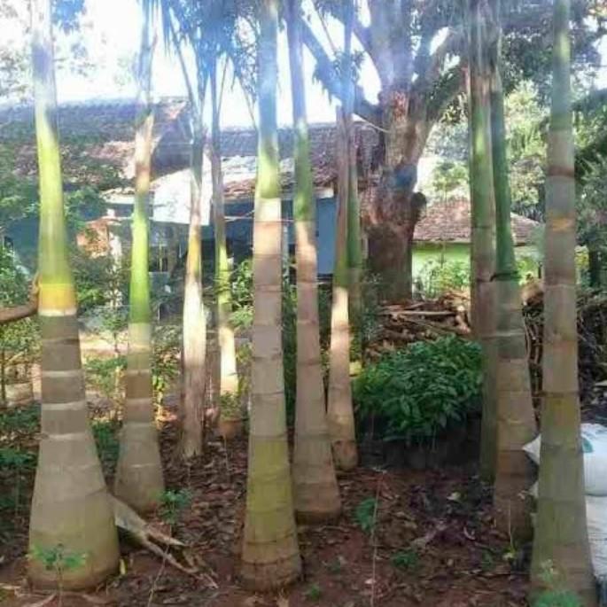Jual Pohon Palem Raja//Pohon Palem raja 5 meter batang keras - Kab ...