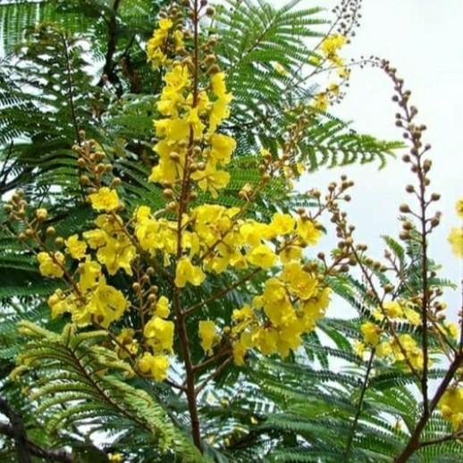 Jual tanaman// Tanaman pelindung atau peneduh. pohon Pelamboyan 3 Meter ...