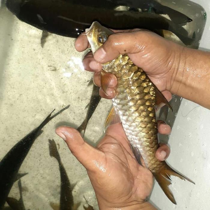 Jual Ikan Dewa,mahseer,torsoro,ikan garing,ikan jurung ukuran 20-22cm ...