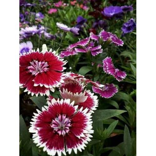 Jual Tanaman Bunga Dianthus bicolor / Anyelir (Berbunga) - merah putih ...