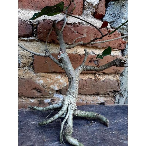 Jual bahan bonsai waru merah super red program akar waru merah super ...