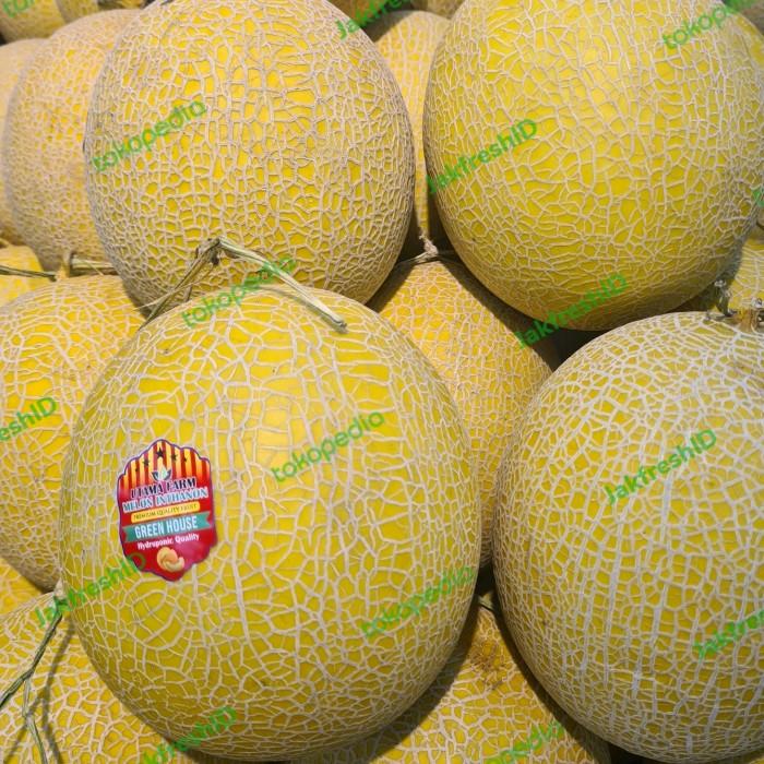Jual buah melon inthanon korea melon bibit korea melon hidroponik size 2kg - Jakarta Barat ...