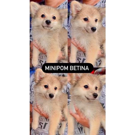 Jual mini pom super minipom monipom baby puppy anak anjing lucu - Kota ...