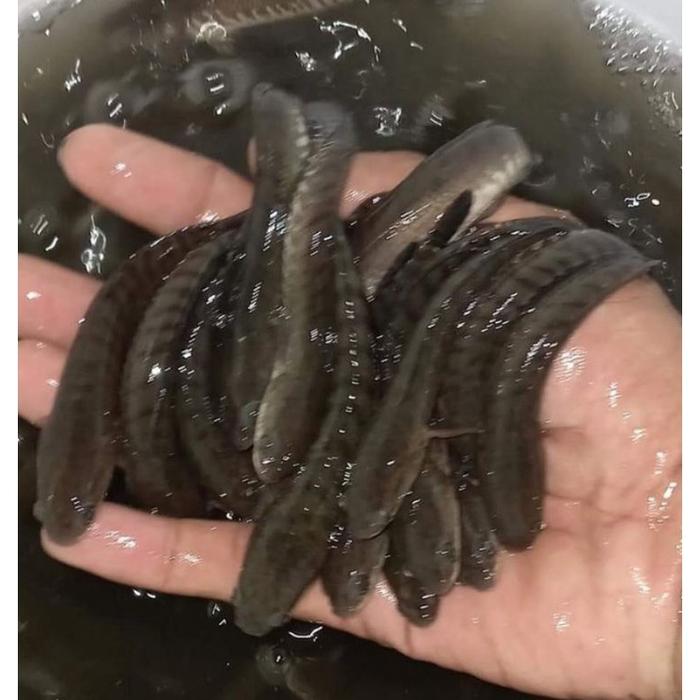 Jual JUAL bibit ikan gabus ikan hias ikan chana ikan cupang ikan koi ...
