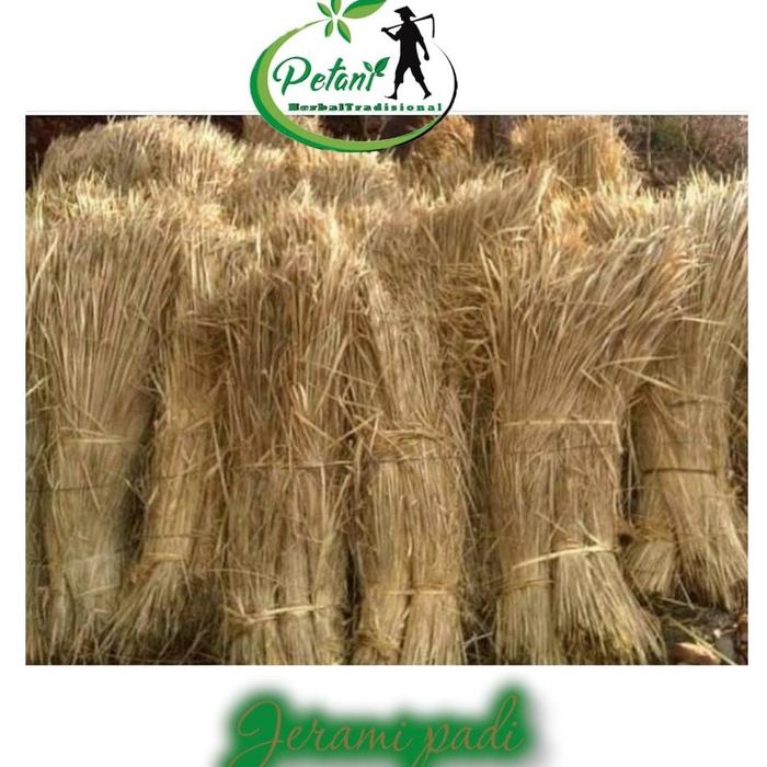 Jual Jerami Kering 1 kg, Dami padi jerami kering - Kab. Grobogan ...