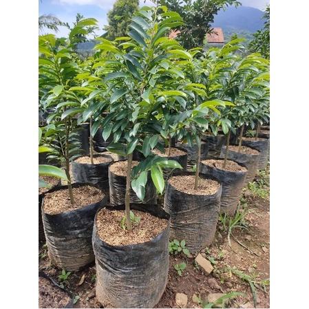 Pohon Sirsak Dalam Pot