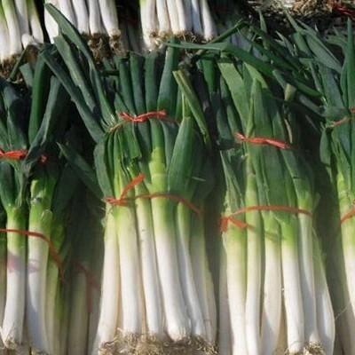 Jual Bawang Daun segar 1kg - 100 gram - Kota Bandung - Masak Sayur ...